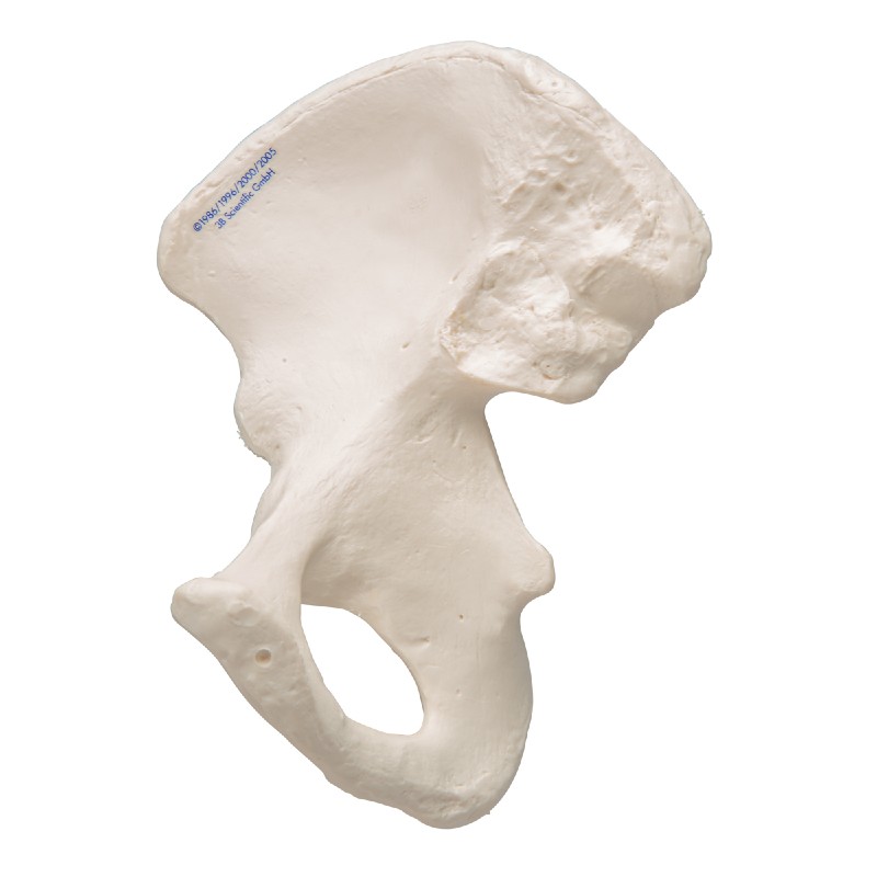 3B Scientific Life-Size Hip Bone Model | Health and Care